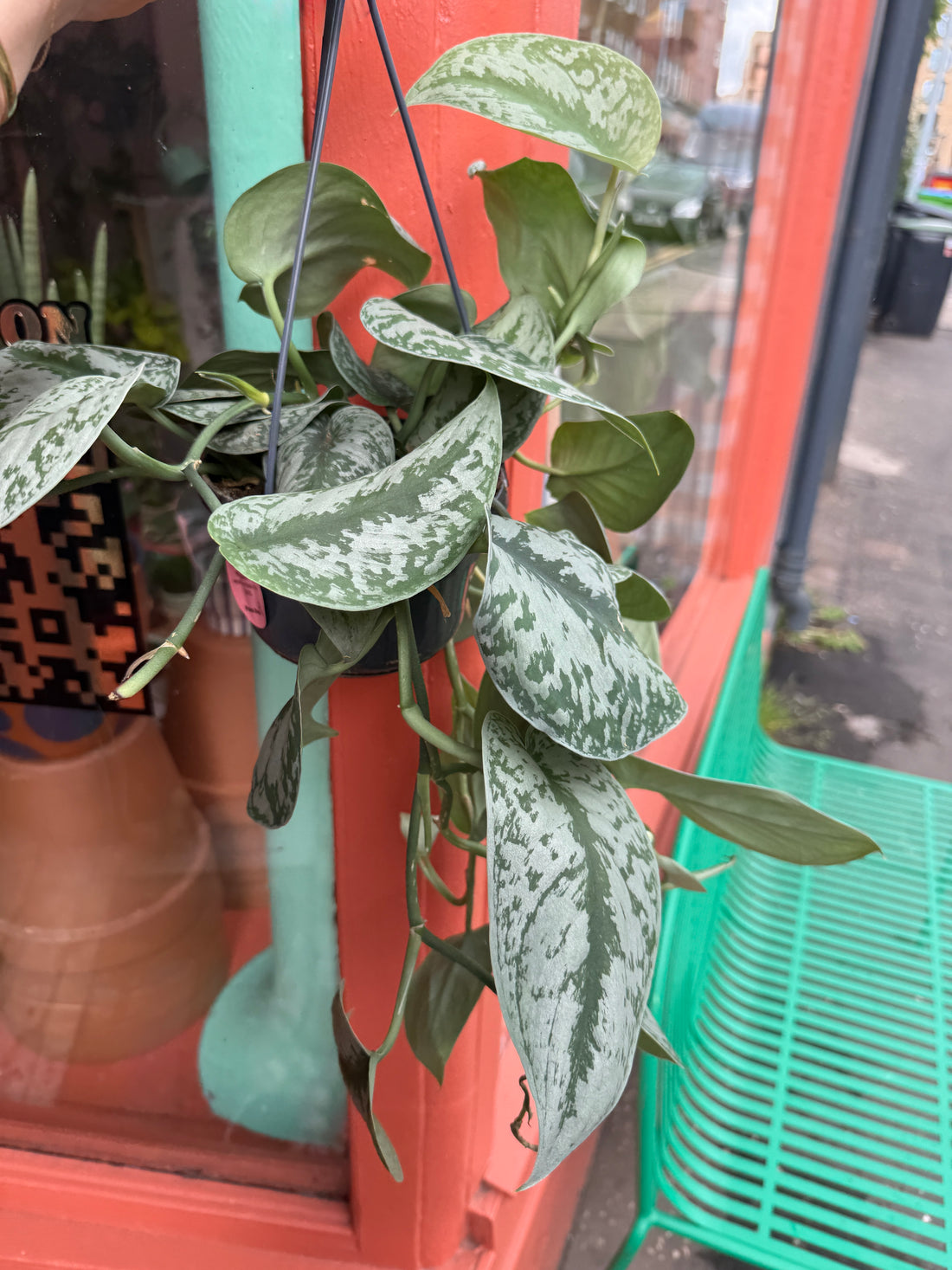 Scindapsus Trebie – Good Days